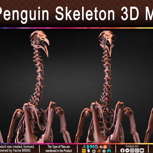 🐧 Penguin Skeleton 3D Model・ 3D File for 3D printing・Cults