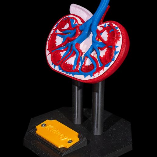 3D file Kidney Anatomical Model 🫀 ・3D printable model to download・Cults