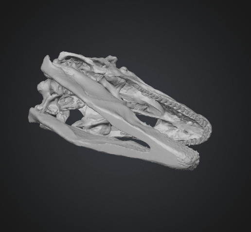 💀 Allosaurus Skull・ STL File for 3D printing・Cults