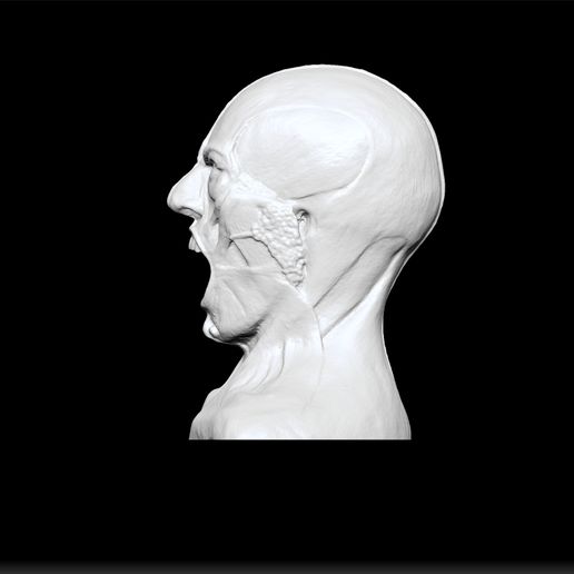 ⚕️ anatomy of rage - medical・ STL File for 3D printing・Cults