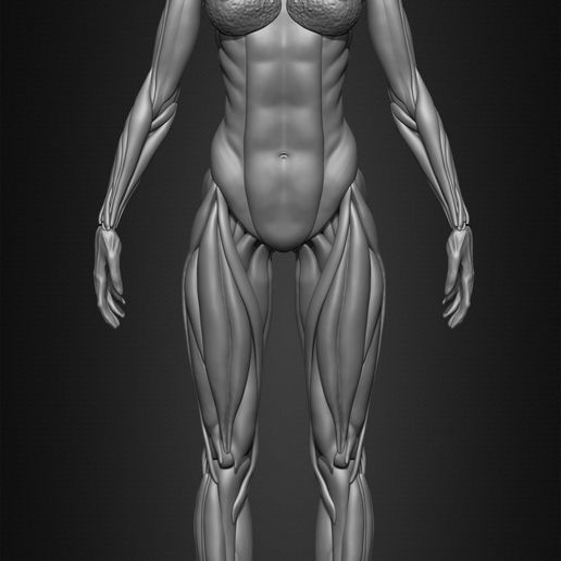 ♀️ Highly Detailed Human Muscles (Female)・ 3D File for 3D printing・Cults