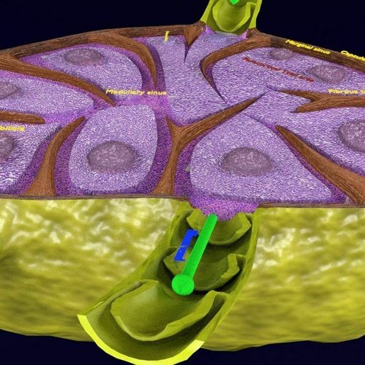 ⚕️ Lymph node Lymphatic system 3D model・ 3D File for 3D printing・Cults