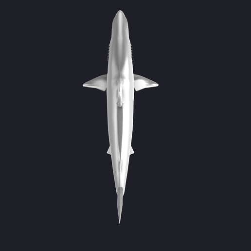 🦈 Shark 3D MODEL・ 3D File for 3D printing・Cults