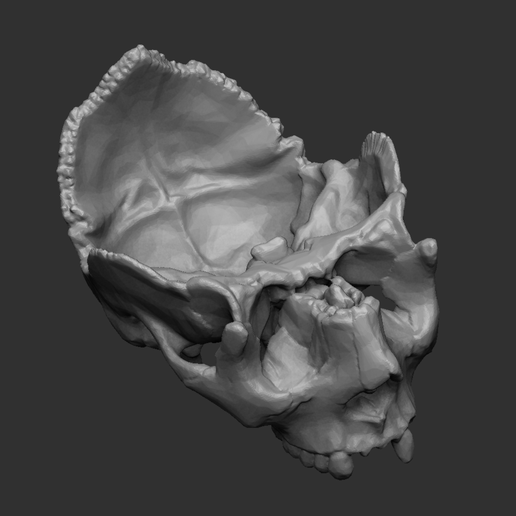 💀 Damaged skull・ STL File for 3D printing・Cults