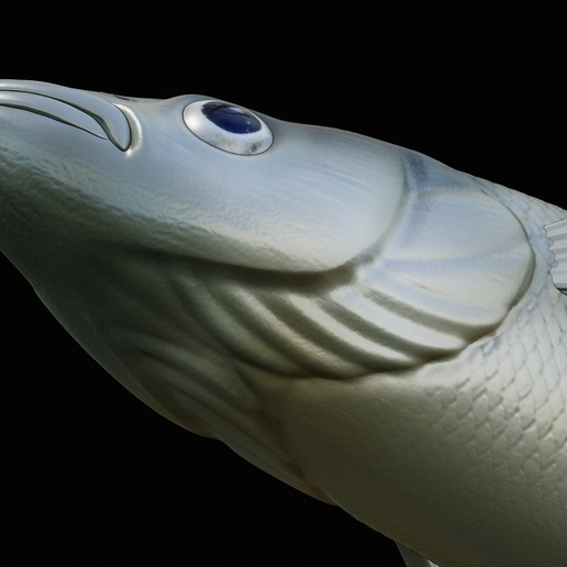 🐠 fish pejerrey / Odontesthes bonariensis natural base detailed texture ...