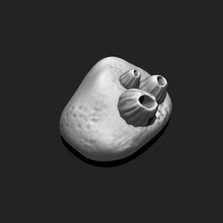 Barnacles best STL files for 3D printing・7 models to download・Cults