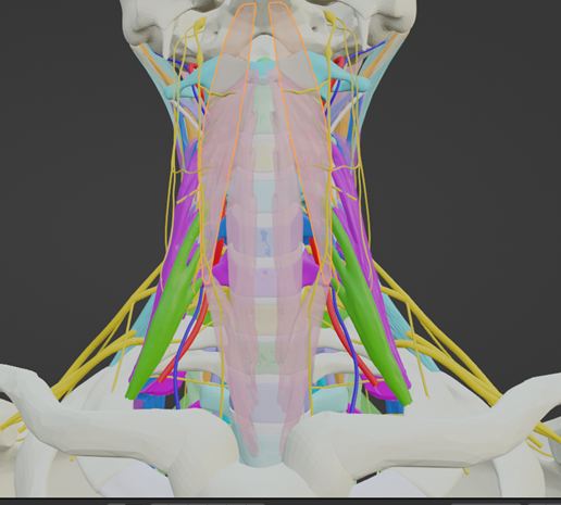 🦴 NECK AND SPINE ANATOMY WITH MUSCLES, VERTEBRAL ARTERY AND VEIN, NERVE, SPINAL CORD, BRACHIAL ...