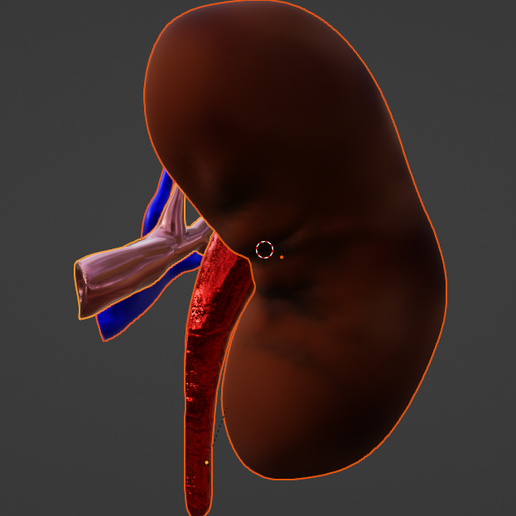 STL file 3D Model of Human Kidney cross section (OBJ)・3D printing idea ...