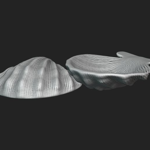 🐾 Giant Lion’s Paw Shell - 3D Printable Seashell Model・ 3D File for 3D ...