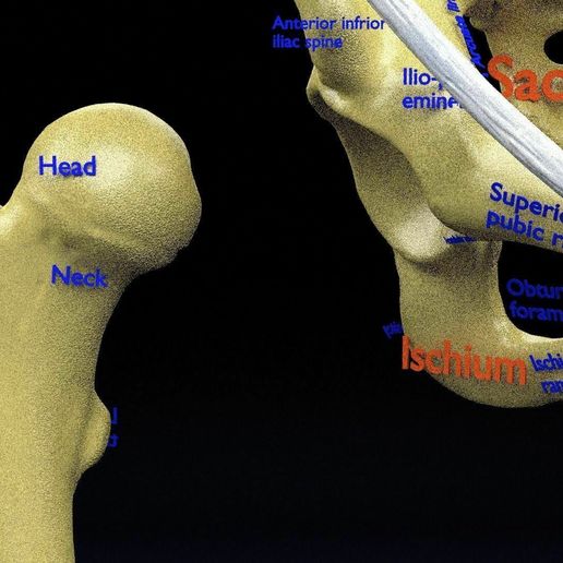 💀 Human skeleton set complete separable labelled bone names parts 3D ...