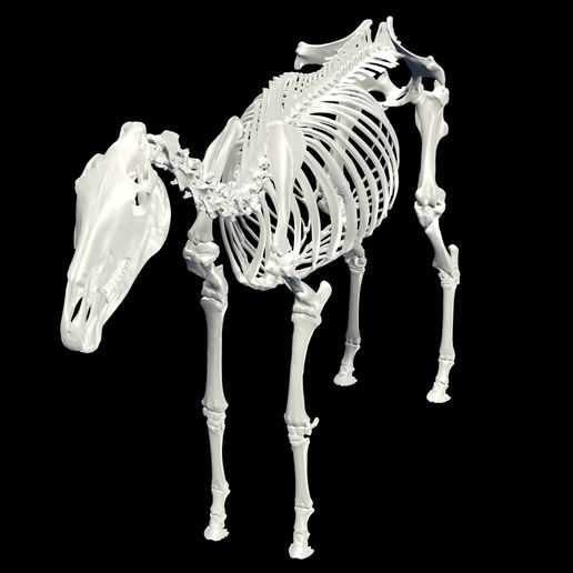 🐐 Mule DONKEY GOAT ANATOMY Skeleton BONES HEAD MOUTH TEETH NOSE NECK ...