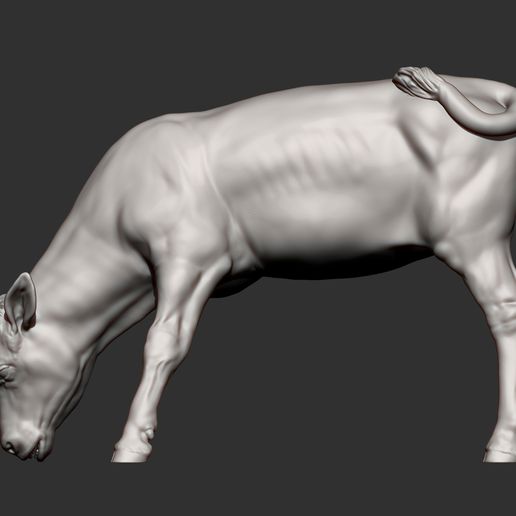 🐄 CALF 3D PRINT MODEL・ 3D File for ・Cults