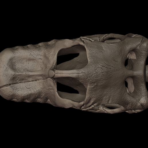 💀 Brachiosaurus Skull・ STL File for 3D printing・Cults