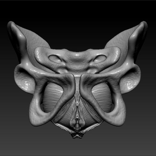 ♀️ Pelvis and female genital organ 3d pelvic bone・ STL File for 3D ...