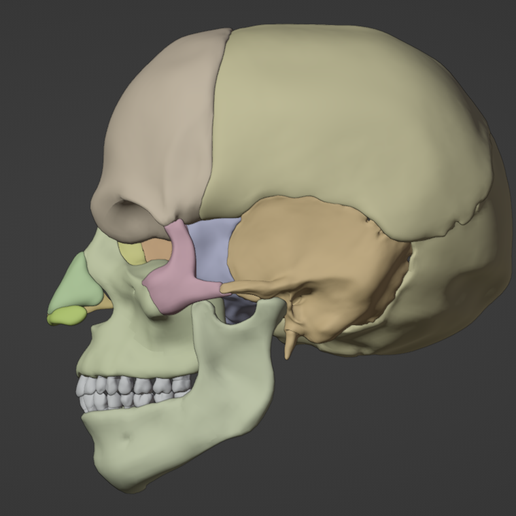 💀 3D Model of Skull with Brain and Brain Stem - best version・ STL File ...