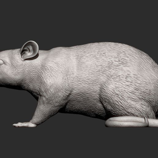 🐀 Rat 3D print model・ 3D File for ・Cults