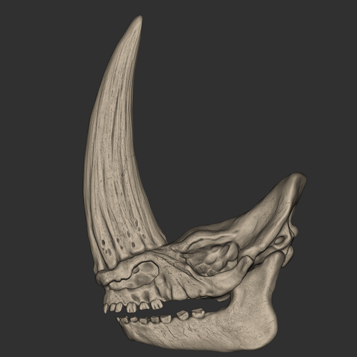 💀 Mudhorn Skull・ STL File for 3D printing・Cults
