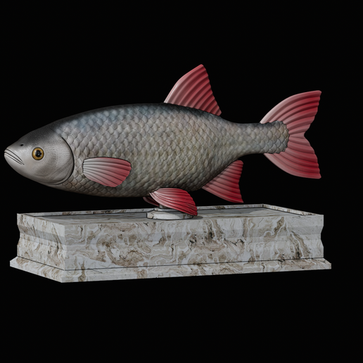 STL file fish common rudd / Scardinius erythrophthalmus with storage ...