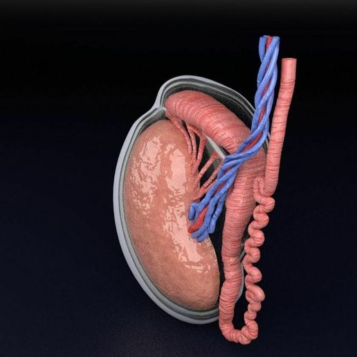 🧪 testis anatomy histology 3D model・ 3D File for 3D printing・Cults