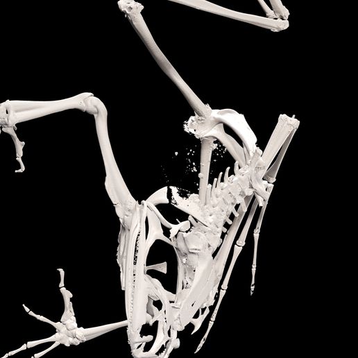 🐸 FROG AMPHIBIAN FROG MARSH Rana Ornativentris SKELETON BENES ANATOMY ...