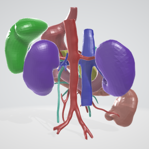 🩻 3D Abdominal organs: spleen, kidneys, pancreas, stomach, duodenum ...