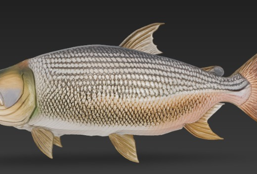 🐅 Goliath Tiger Fish (Hydrocynus goliath)・ STL File for 3D printing・Cults