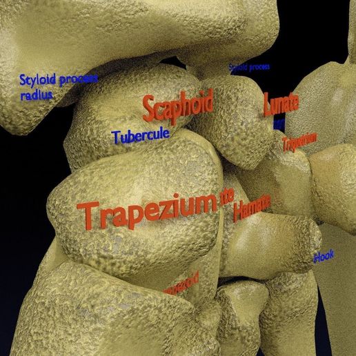 💀 Human skeleton set complete separable labelled bone names parts 3D ...