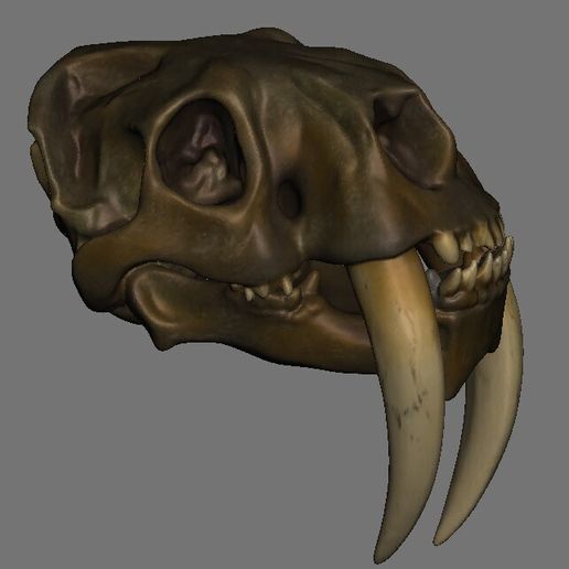 💀 Feline Skulls・Free 3D File for ・Cults