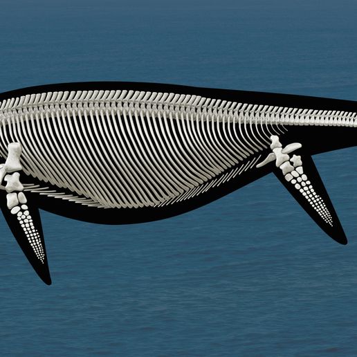 shonisaurus skeleton
