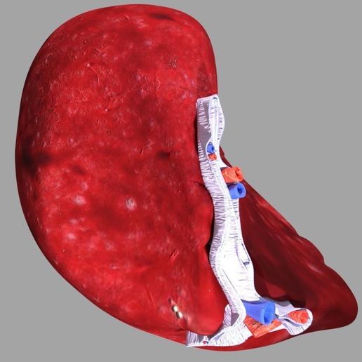 ⚕️ 3D Spleen Anatomy Microscopy Labelled 3D model・ 3D File for 3D ...