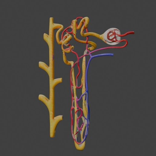 🩻 3D Model of Kidney Nephron・ STL File for 3D printing・Cults