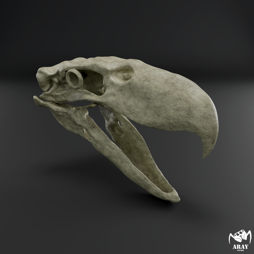 🐦 Kelenken guillermoi - terror bird skull 3D print model・Fichier 3D ...