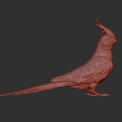 STL file Cockatiel parrot 3d relief .stl file 🦜 ・3D printing design to ...