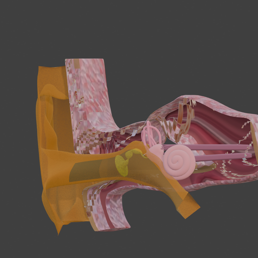 STL file 3D Model of Inner Ear 👂 (OBJ)・3D printable model to download・Cults