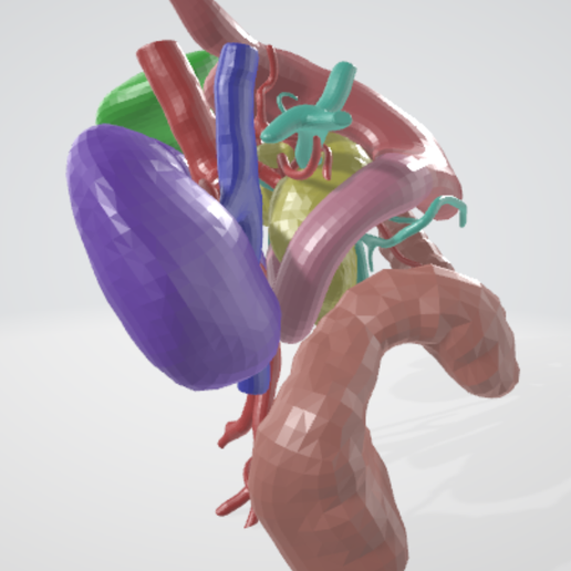 🩻 3D Abdominal organs: spleen, kidneys, pancreas, stomach, duodenum ...