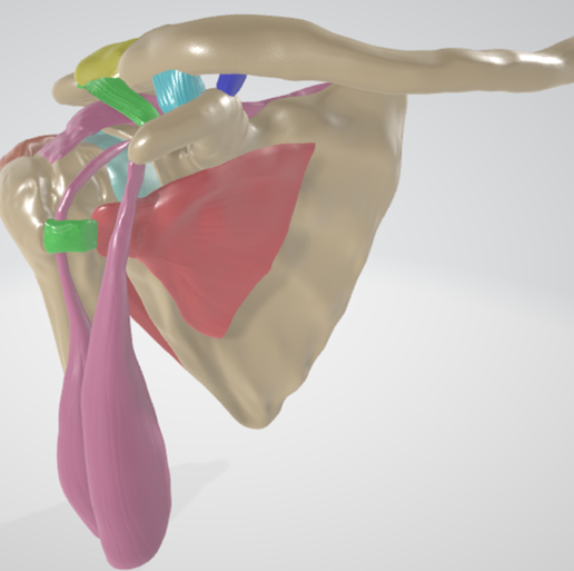 🦴 13 PARTS SHOULDER JOINT WITH DETAILED MUSCLES AND LIGAMENTS・ STL File ...