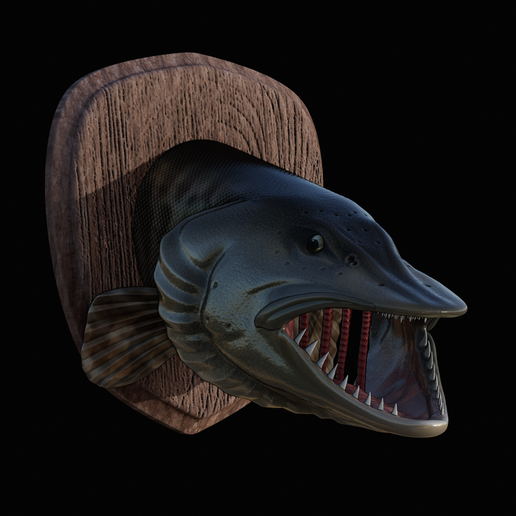 🐠 fish pike muskellunge muskie / Esox masquinongy head trophy open ...