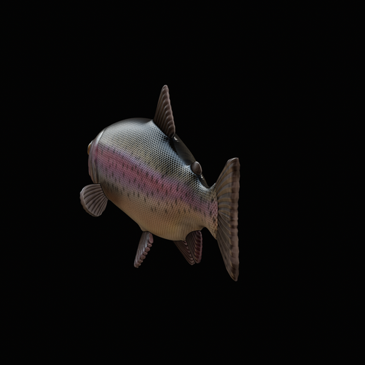 🌈 rainbow trout / Oncorhynchus mykiss open mouth fish model for 3D ...
