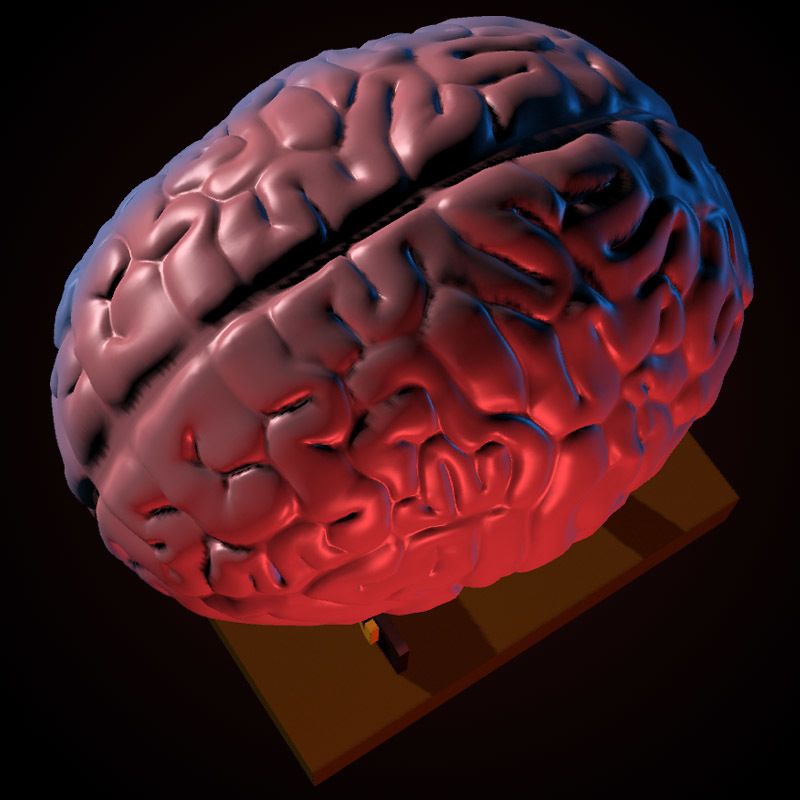 OBJ file Brain model・3D printing model to download • Cults