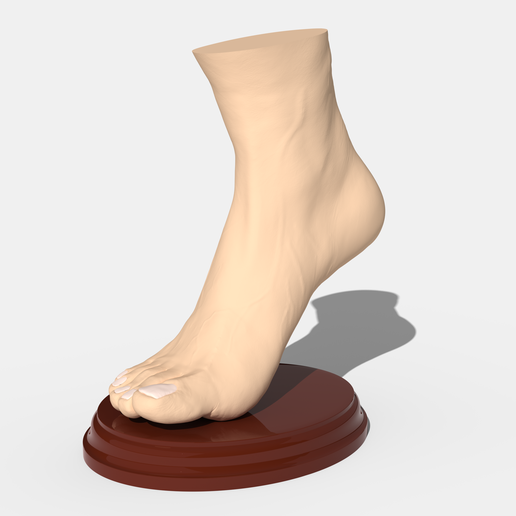 Archivo STL PIE HUMANO / HUMAN FOOT 🥧 ・Plan imprimible en 3D para ...