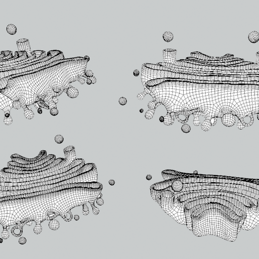 🎒 Golgi Apparatus Anatomy・ 3D File for ・Cults