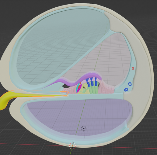👂 20 PARTS COCHLEA INNER EAR ORGAN OF CORTI CROSS SECTION ANATOMY・ STL ...
