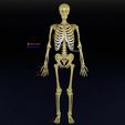 3D file Human skeleton set complete separable labelled bone names parts ...