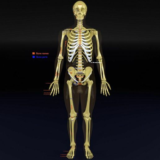 💀 Human skeleton set complete separable labelled bone names parts 3D ...