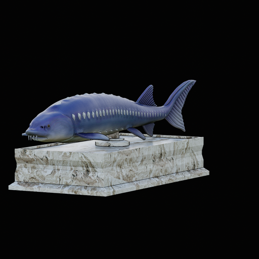 🐠 fish sturgeon / huso huso / vyza / Acipenseridae with storage space ...
