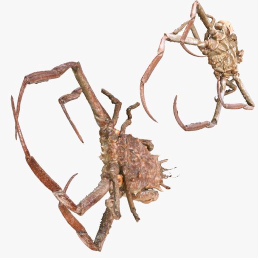 STL file CRAB CRUSTACEOUS CRAB AMPHIBIAN TADPOLE ANIMAL ANATOMY 3D ...