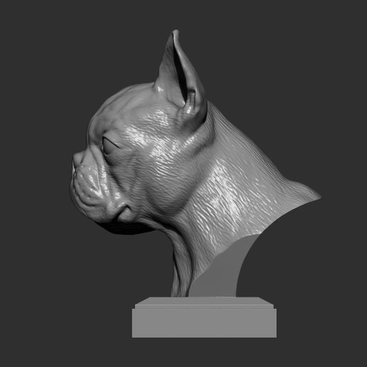 👤 boston terrier 3D print model・ STL File for ・Cults