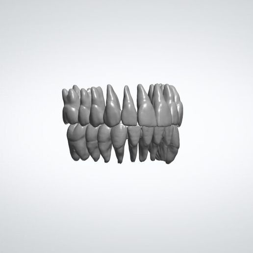 🩻 Dental models Natural teeth typodont teeth upper and lower teeth・ STL ...