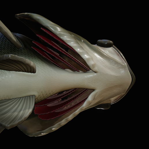 🐠 fish Largemouth Bass / Micropterus salmoides trophy statue detailed ...
