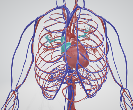 💜 10 PARTS 3D MODEL OF COMPLETE CARDIOVASCULAR SYSTEM・ STL File for 3D ...
